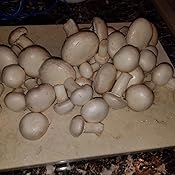 White Button Mushroom Growing Kit ~ makes it EASY to grow Your FRESH ...