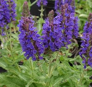Amazon.com: Marcus Dwarf Salvia - Deep Rich Dark Purple-Blue Color ...