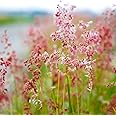 Amazon.com : Outsidepride 50 Seeds Perennial Rhynchelytrum Ruby ...