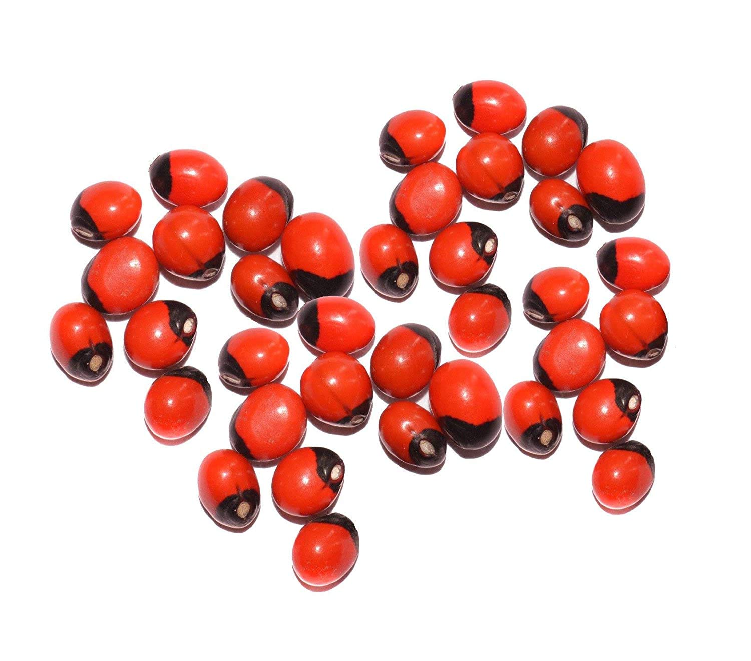 Buy Poppins Natural Chirmi Abrus precatorius/Jequirity Rosary Pea, Red ...