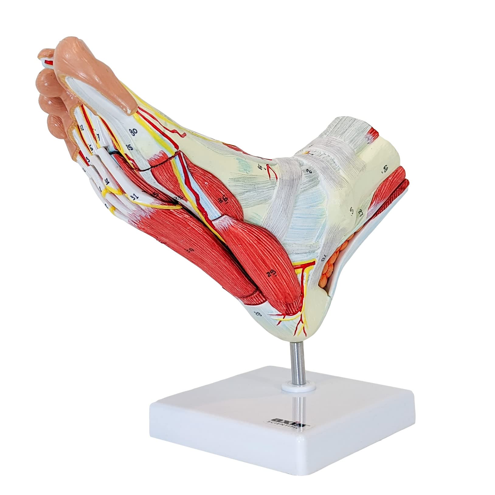 Mua Axis Scientific Foot Anatomy Model with 9 Removable and Numbered ...
