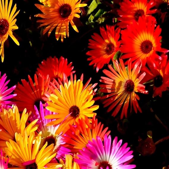Amazon.com: Outsidepride Red Ice Plant Seeds - 10000 Seeds: Garden ...