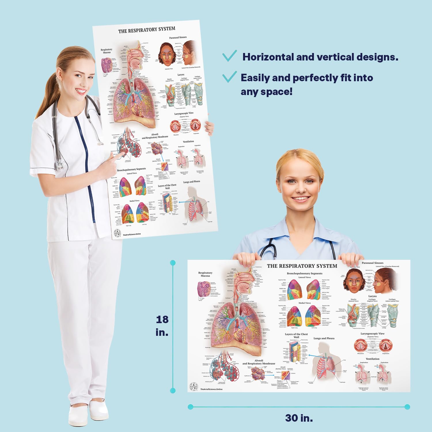 Mua 17 Human Anatomy Posters - Medical Posters, Circulatory, Skeletal ...