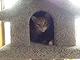 Amazon.com : New Cat Condos Premier Large Cat Pagodas Tree, Gray : Pet ...