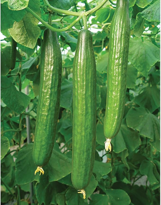 Cucumber Vegetable Seeds, Grow Your Own Crops for Garden, Allotment ...