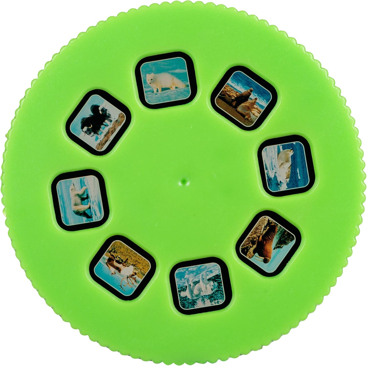 Tobar Animal Projector Torch Toy 24 – Animal Images – BigaMart