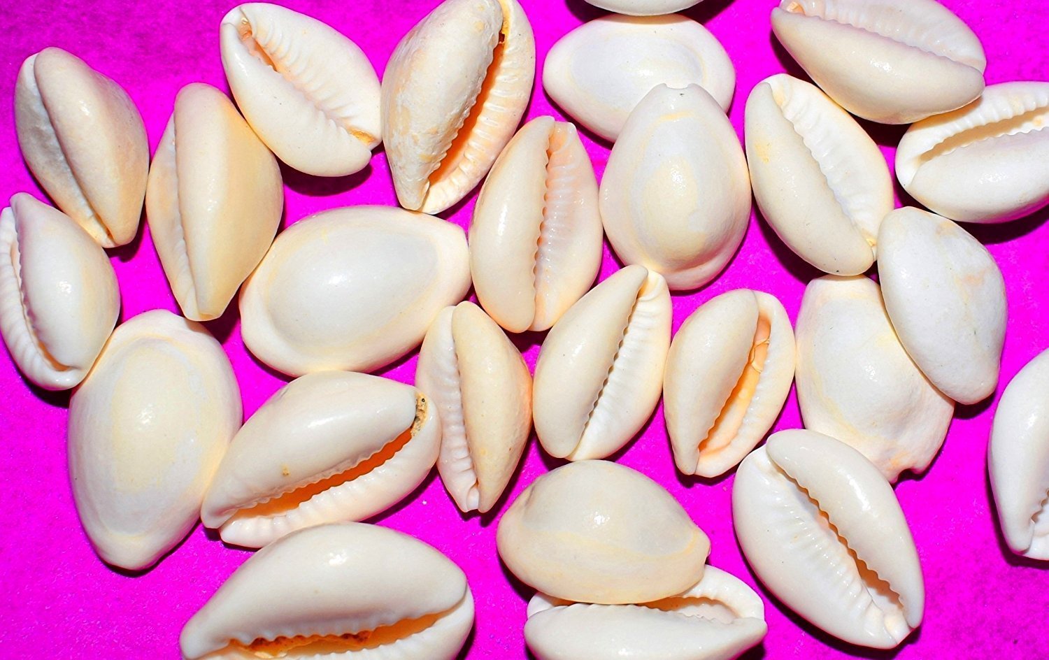 Buy Ramneek jewels Natural Kawdi/Kaudi/Kowdi/Cowrie/Koudi Shells- 11 ...