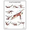 Anatomy Lab Pilates and Muscular Anatomy Poster Set - 2 PACK LAMINATED ...