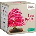 Amazon.com : Grow Your Own Bonsai kit | Tree Plants & Seeds | Crafts Hobby Kits | Easily Grow 4 ...