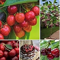 Amazon.com : 50+ Cherry Seeds for Planting : Patio, Lawn & Garden