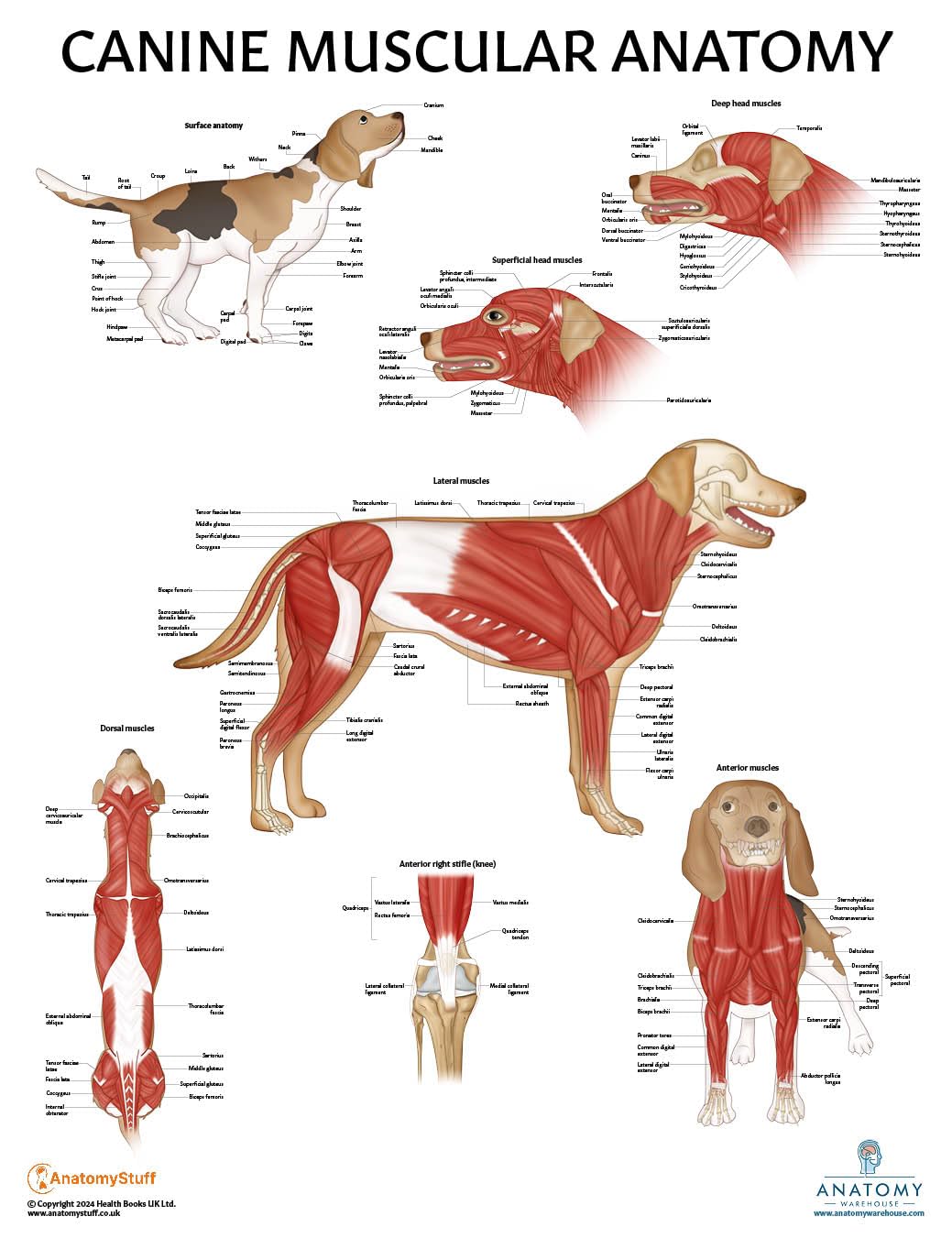 Science Posters For Classroom 3 Dog Muscular Skeletal Nerves Canine ...