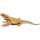 Schleich Pogona Lizard: Amazon.co.uk: Toys & Games