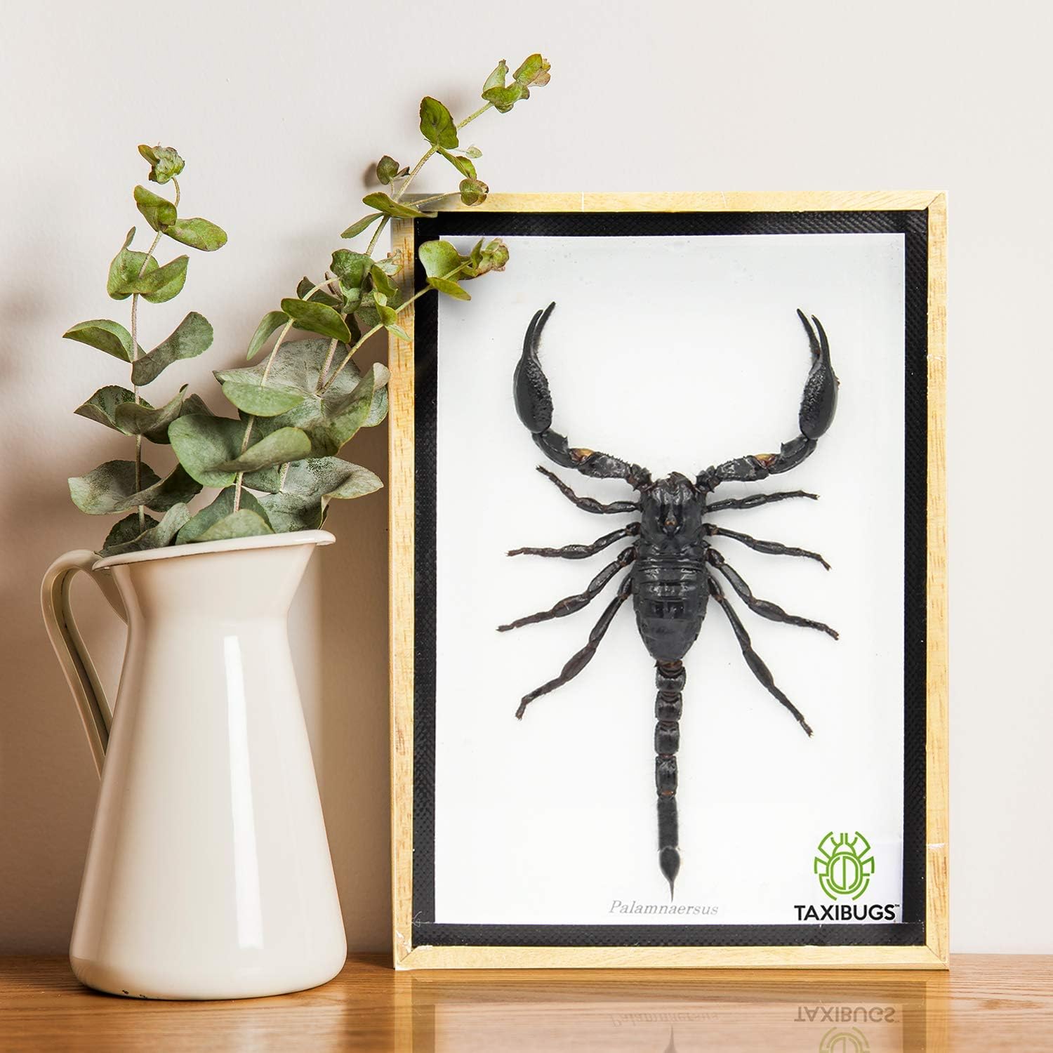 Real Exotic Poisonous Scorpion Preserved Taxidermy Insect in a Wooden ...