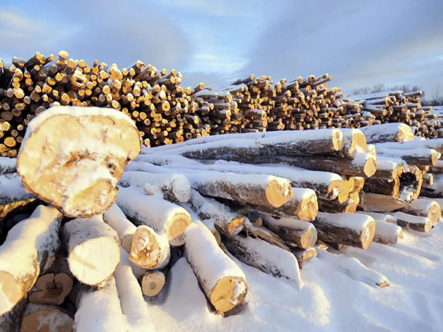 Watch American Loggers - Season 1 | Prime Video