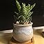 Amazon.com : Instant Cactus/Succulent Collection - 8 Plants 2" pots ...