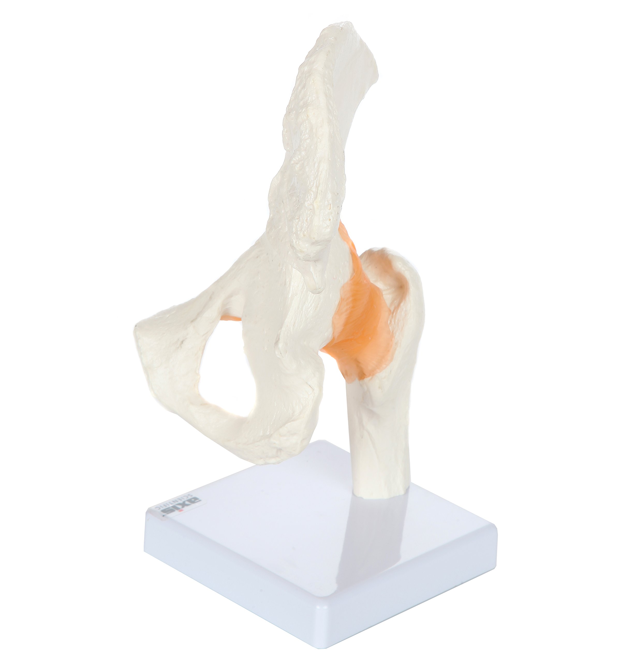 Mua Axis Scientific Life Size Human Hip Bone Anatomy Pelvis Model with ...
