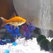 Amazon.com : Python Pro-Clean Aquarium Gravel Washer and Siphon Kit ...