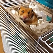 Rosewood PICO Hamster Home, Extra Large, Translucent Teal: Amazon.co.uk ...