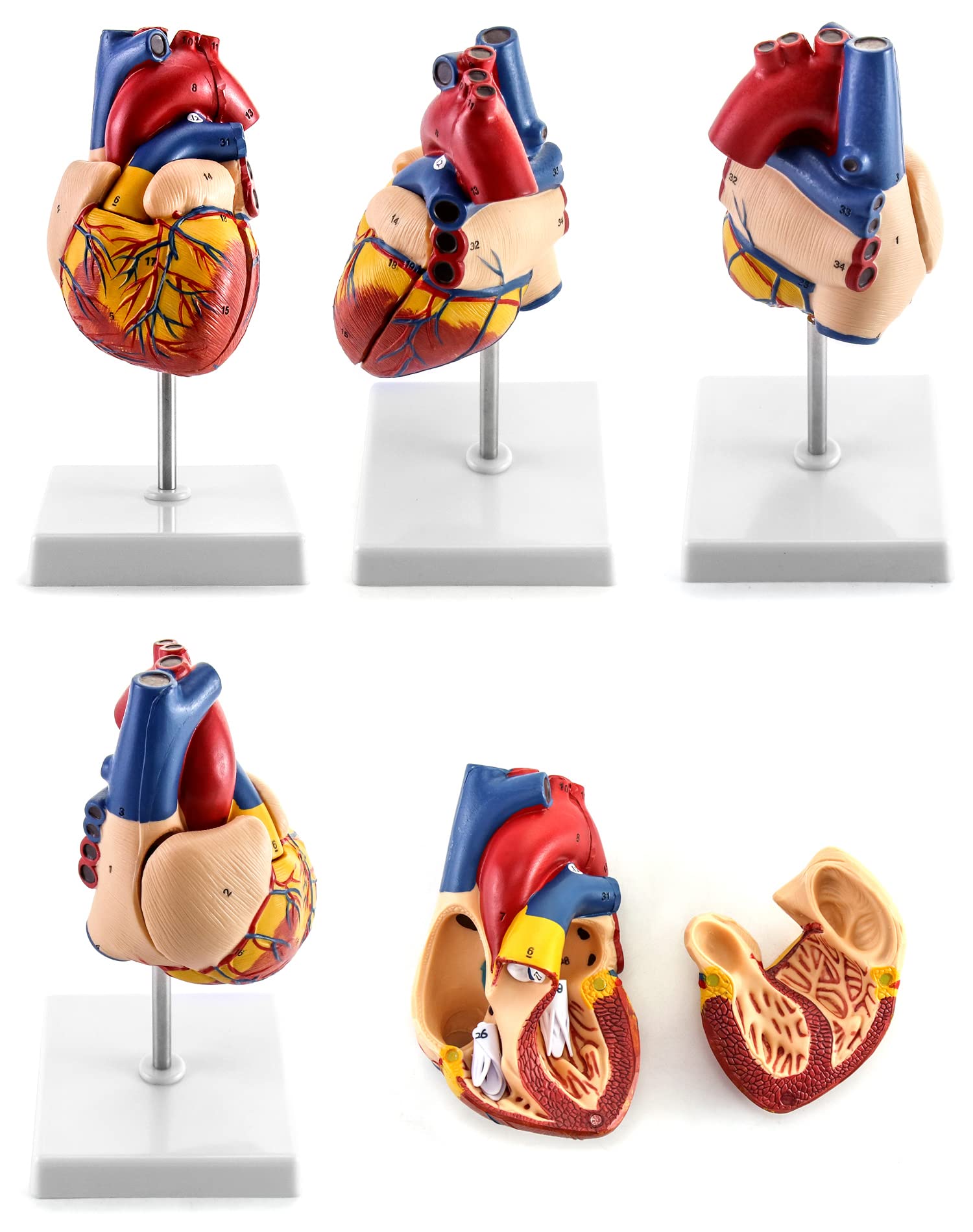 Mua QWORK 3D Model Study Tools for Anatomy and Physiology: Human Heart ...