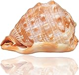 Starfish and Mixed Medium Shells, Sea Shells, Beach Seashells (13 ...