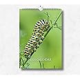 Amazon.com: Caterpillar Calendar 2025: Monthly Wall Calendar with Notes ...