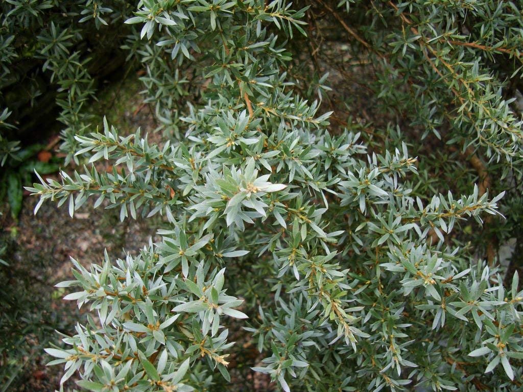 Outdoor Plants Leptospermum lanigerum Silver Sheen Manuka Tea Tree ...