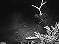 Amazon.com: Foxelli Trail Camera – 14MP 1080P Full HD Wildlife Scouting ...