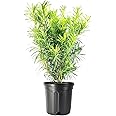 Amazon.com : Podocarpus Macrophyllus | 1 Extra Large 3 Gallon Plant | Japanese Yew | Low ...