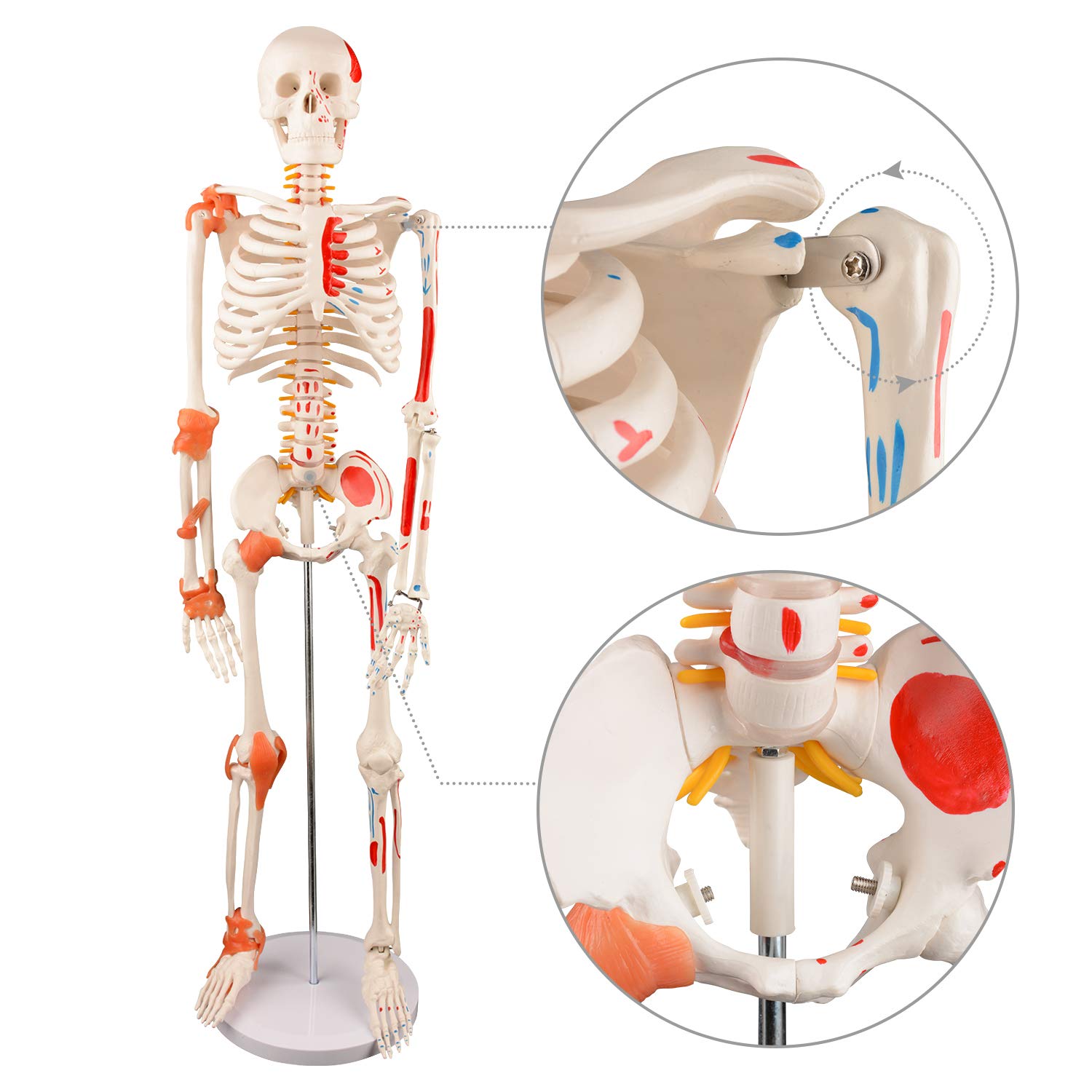 Mua Human Skeleton Model, 34" Half Life Size Skeleton Replica with ...