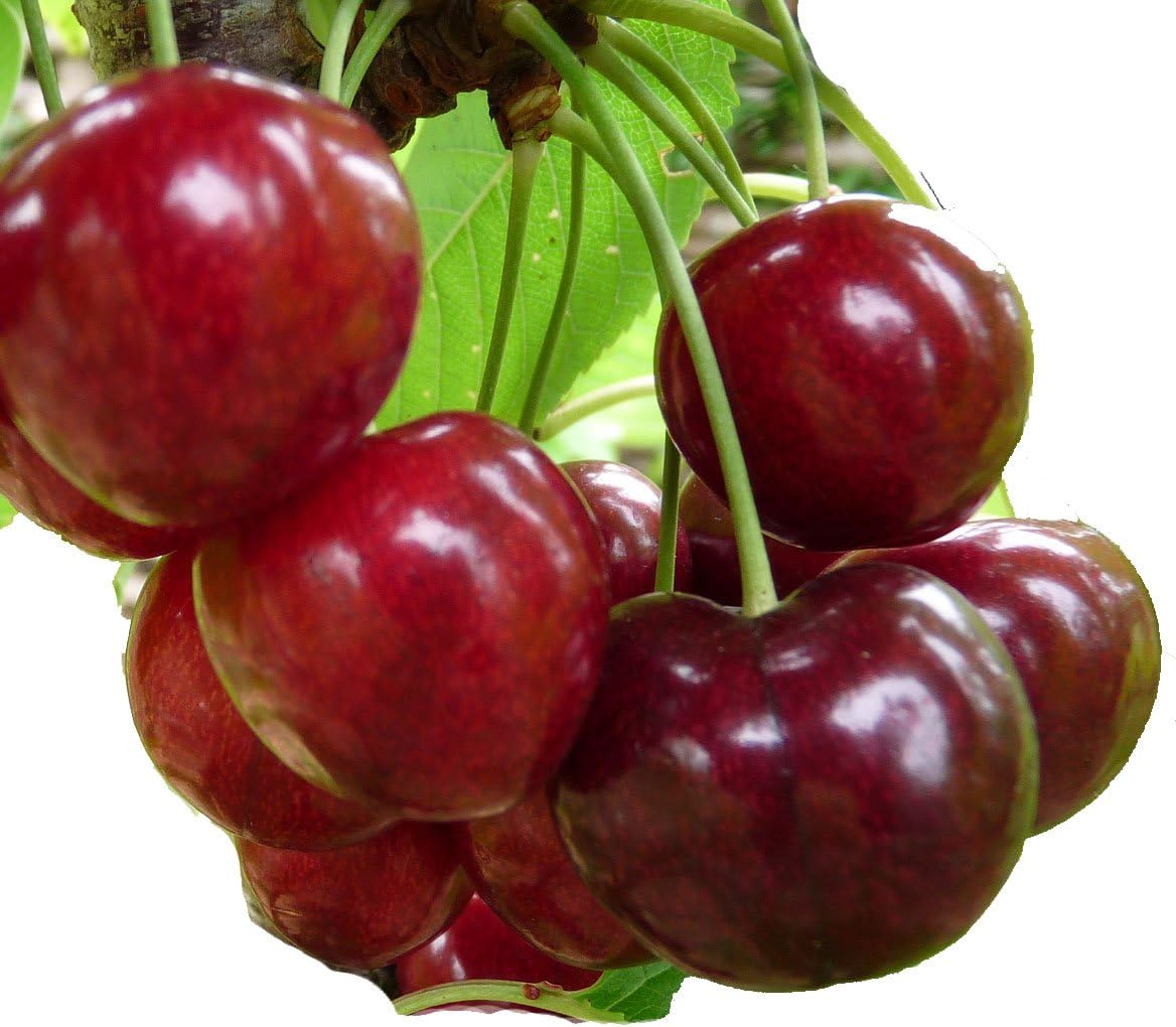 Morello Cherry Tree - Dwarf Variety Great for Smaller Gardens APX 5-6ft ...