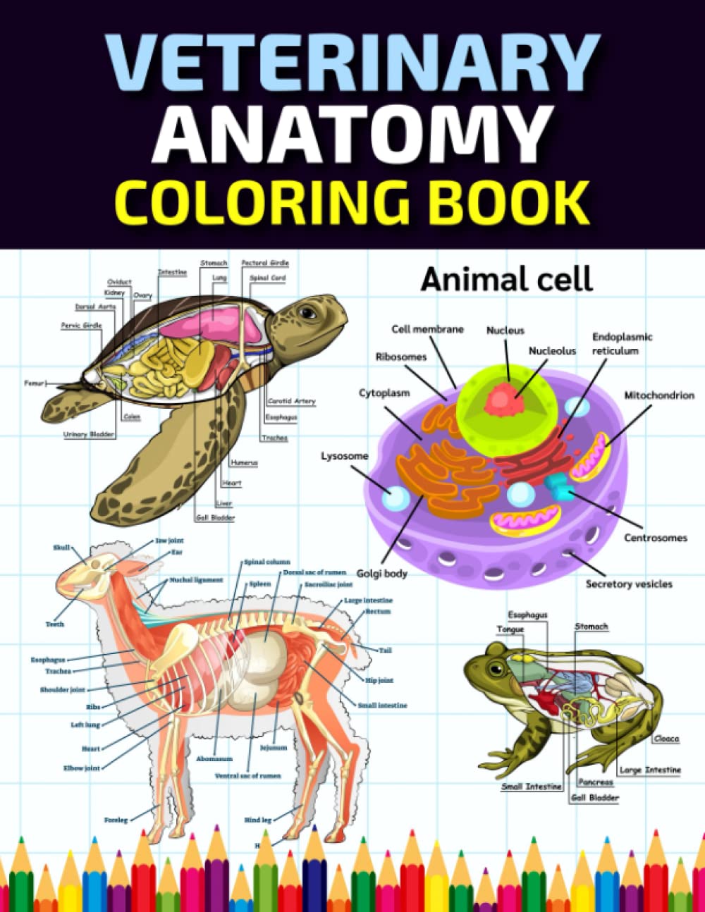 Mua Veterinary Anatomy Coloring Book: Zoology Anatomy Coloring Book ...