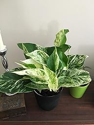 Amazon.com: Marble Queen Devil's Ivy - Pothos - Epipremnum - 4" Pot ...