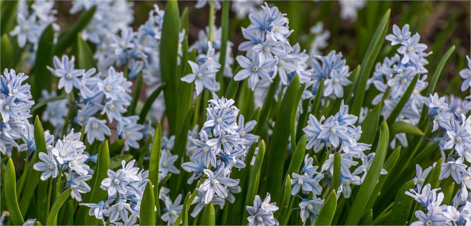 GARTHWAITE NURSERIES® : - 100 Puschkinia Libanotica Bulbs (Russian ...