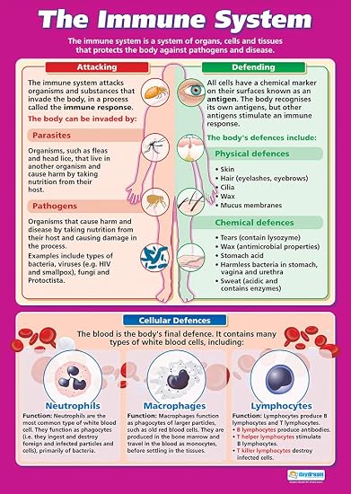 The Immune System | Science Posters | Gloss Paper measuring 850mm x ...