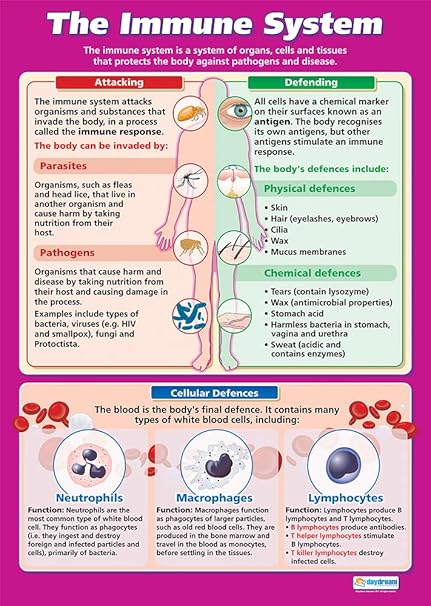 The Immune System | Science Posters | Gloss Paper measuring 850mm x ...