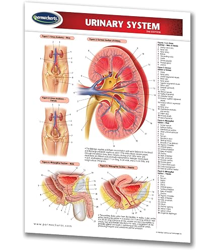 Human Biology Teaching Aid Human Reproductive System Poster - 24x36 ...