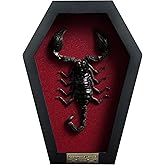 Amazon.com - Real Large Scorpion Beetle Coffin White Frame Spooky Gifts ...