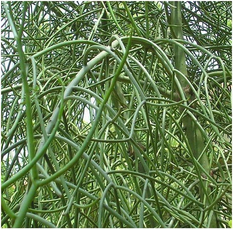 Euphorbia tirucalli - plante crayon - 10 graines: Amazon.fr: Jardin