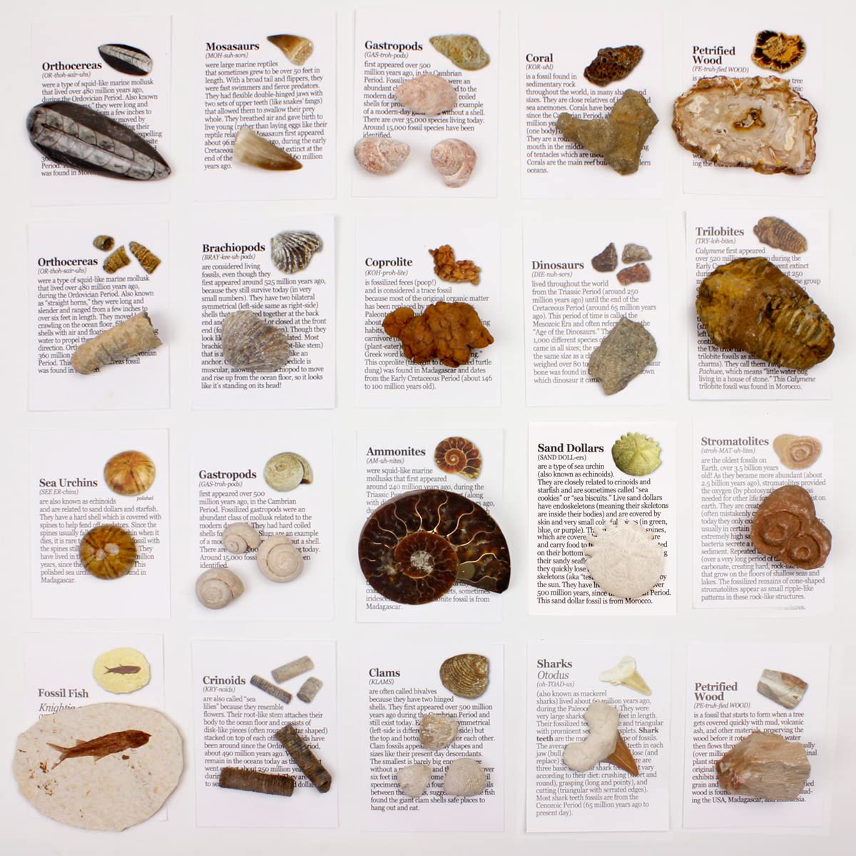 Mua Fossil Collection Set, 20 Real Premium Specimens: Trilobite ...