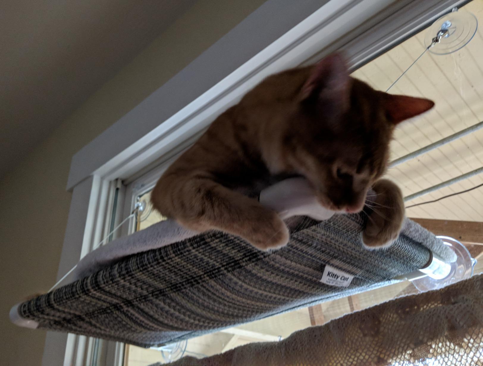 Pictures – Kitty Cot Original™