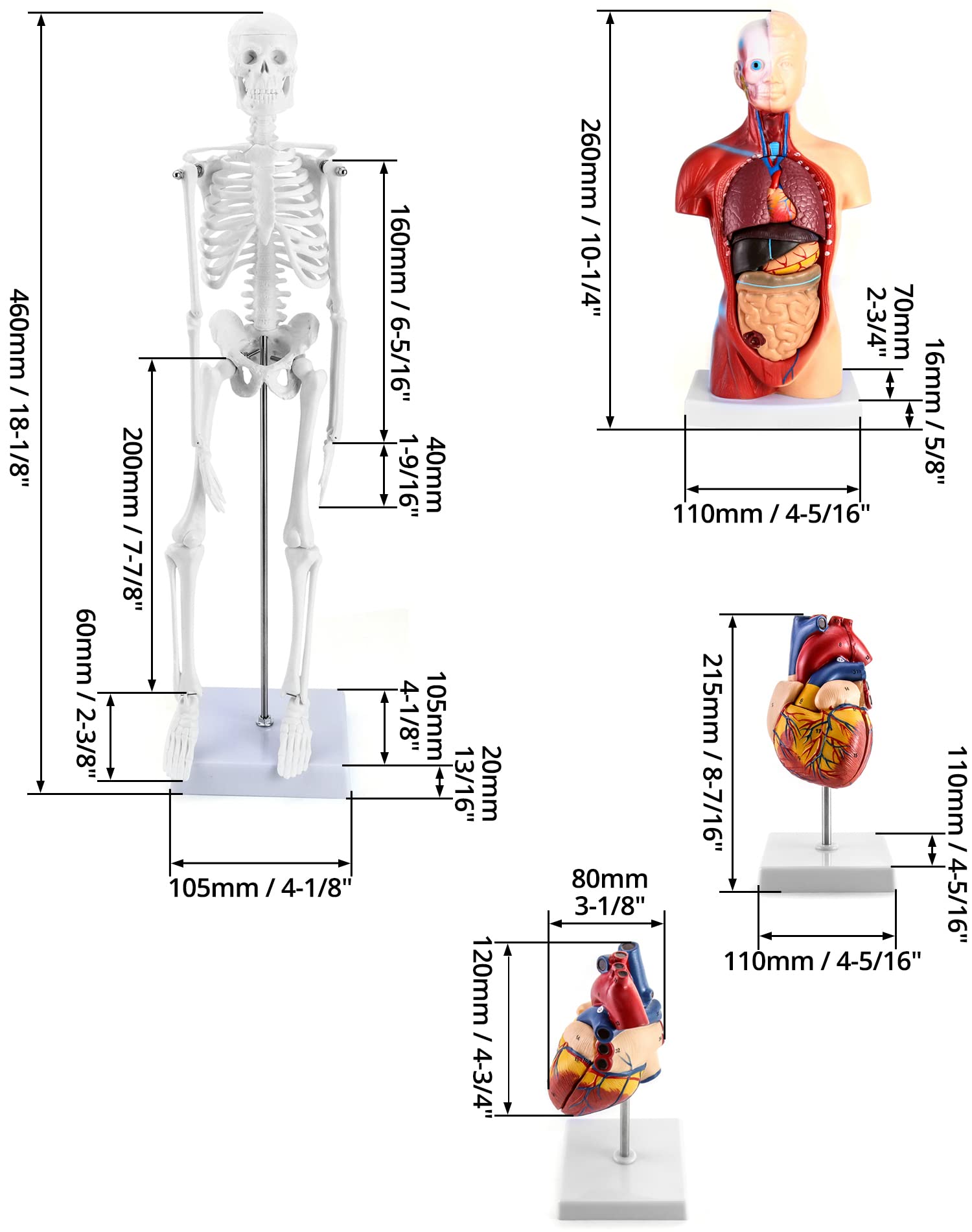 Mua QWORK 3D Model Study Tools for Anatomy and Physiology: Human Heart ...