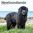Newfoundlands | 2024 12 x 24 Inch Monthly Square Wall Calendar | BrownTrout | Animals Dog Breeds ...