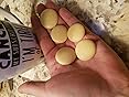 Amazon.com : Anthony's Organic Cocoa Butter Wafers, 1 lb, Batch Tested ...