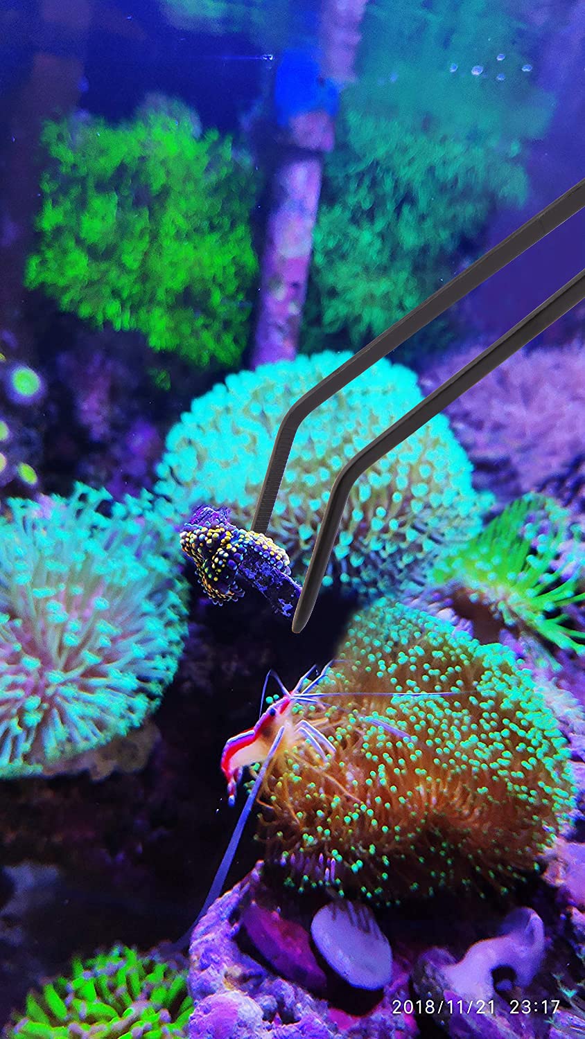 Mua Aquarium Choice Coral Feeder Long Syringe, 2 Units, SPS HPS Marine ...