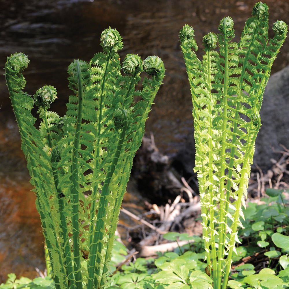 Outdoor Ferns Shuttlecock Fern Plants Hardy Perennial for Woodland ...