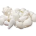 Amazon.com: Tumbler Home Mix of White Seashells - Set Includes 1 Pound ...
