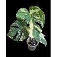 Amazon.com : Thai Constellation Monstera Live Plant Fully Rooted Rare ...