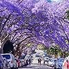 TomorrowSeeds - Jacaranda Purple Tree Seeds - 50+ Count - For 2025 ...