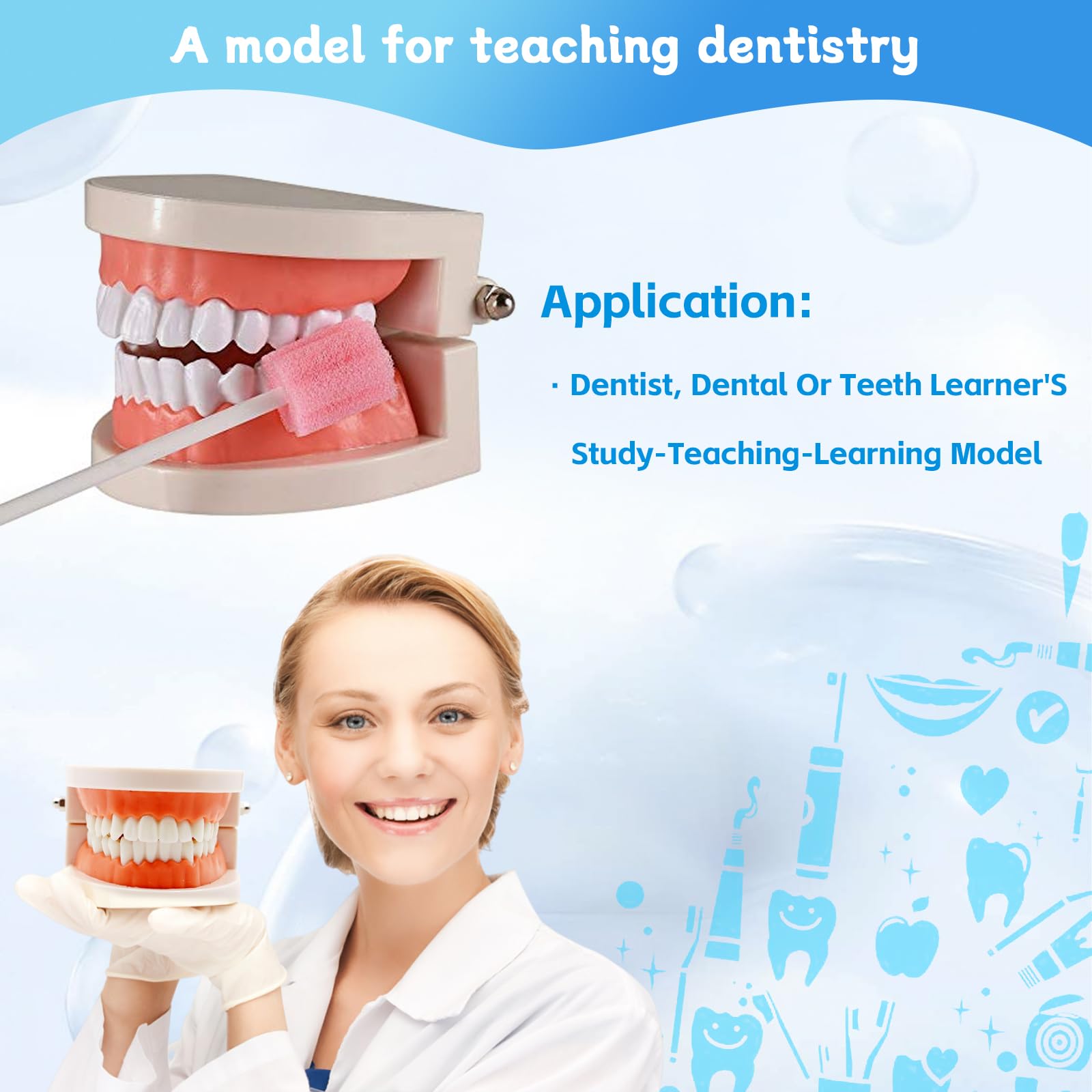 Mua Standard Dental Study Model - Adult Simulation Teeth Model Display ...