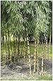 Chusquea culeou - Andean weeping bamboo - Chilean bamboo - 15 seeds ...